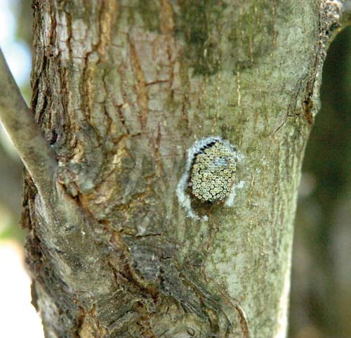 Gypsy moths, Japanese beetles on the decline locally | Local News ...