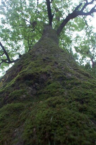 County boasts many of Maryland's largest trees | Our Cecil | cecildaily.com