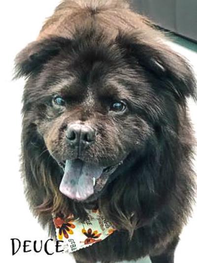 Dog of the Week: Deuce | Misc. Features | cecildaily.com