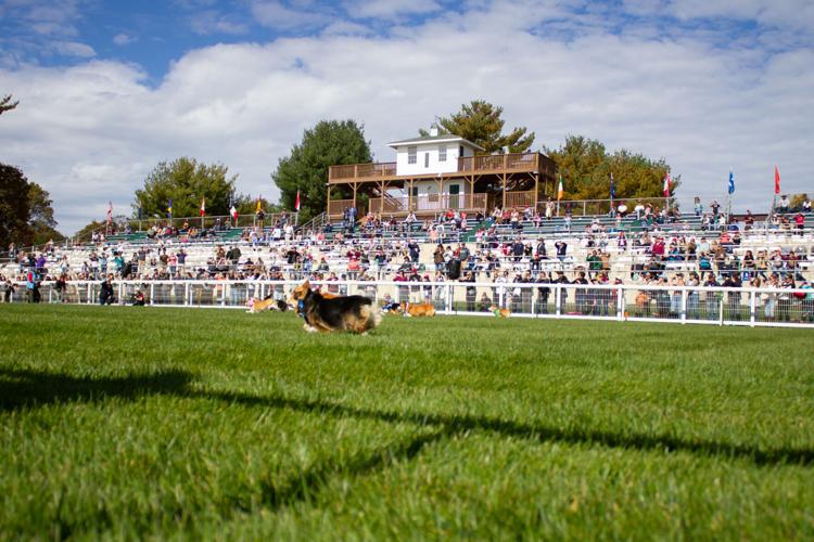Photo Gallery: Corgis, Show jumping round out final day of Maryland ...