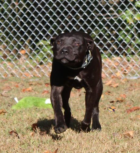 Pardoned Paws Rescue is a true life saver | Features | cecildaily.com