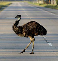 Disruptive emu shot and killed by trooper | Local News | cecildaily.com