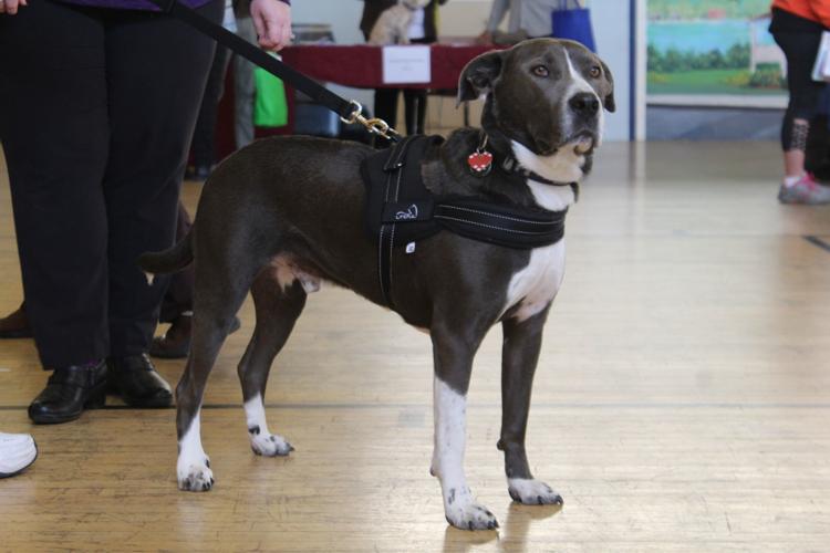 VA, Humane Society partner to matches vets with pets | Local News ...