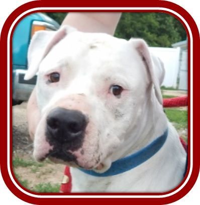 Dog of the week: Stuart | Misc. Features | cecildaily.com