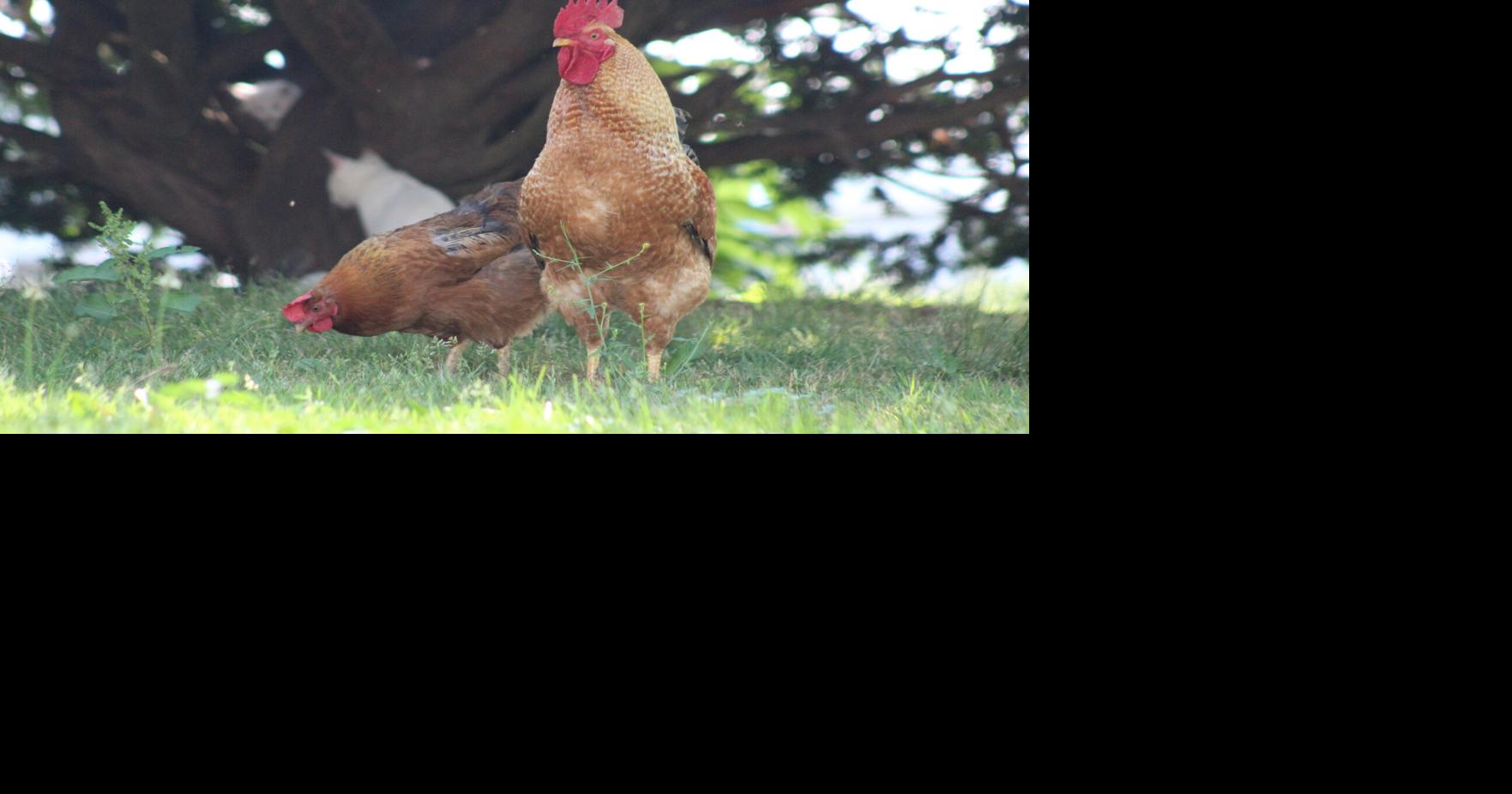 AgriCulture: Register your poultry flock, Stop The Bleed showcase, Fox ...