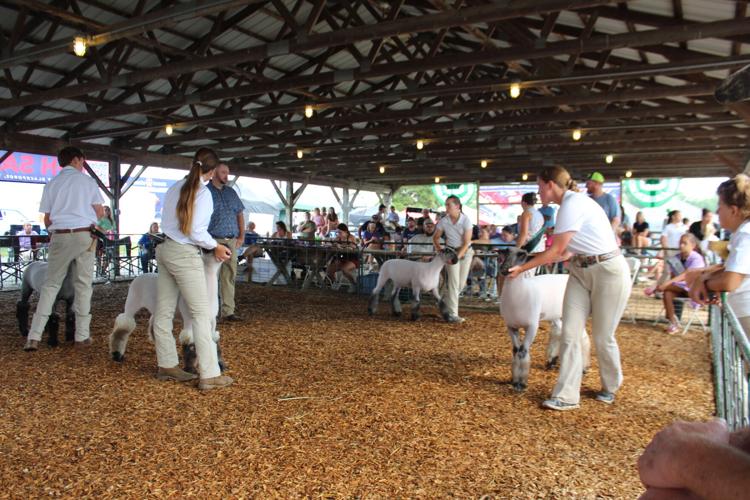 Sheep Fitting and Showing at the Cecil County Fair | Agriculture ...