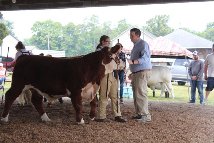 Breeder's Fair brings together 4-H clubs | Agriculture | cecildaily.com