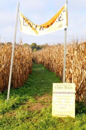 Annual Kilby Cream corn maze gets big, real big | Our Cecil ...