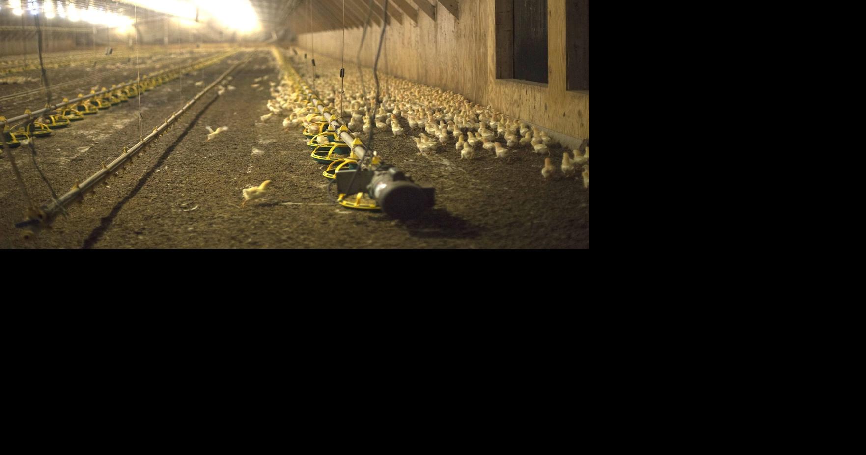 Groups call for moratorium on poultry houses | Regional | cecildaily.com