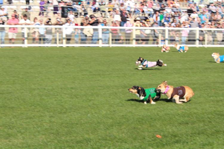 Corgi Races win snatched by repeat winner for the third consecutive ...