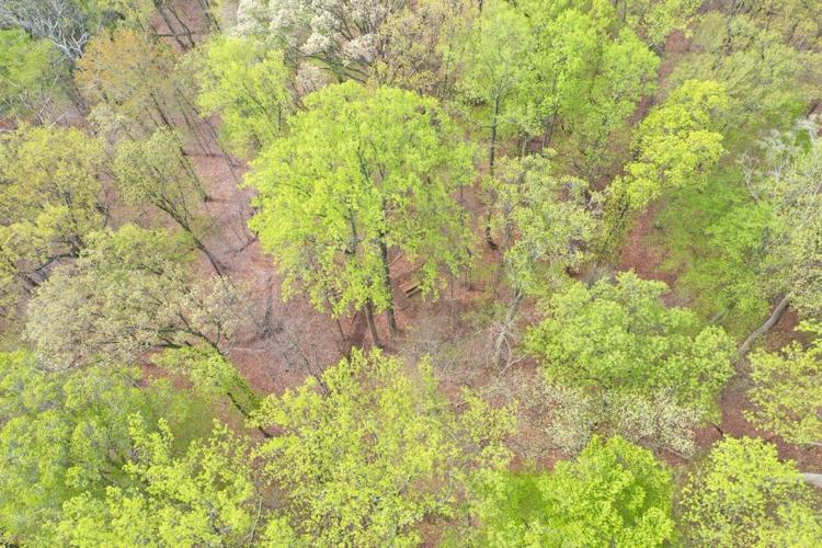 Conservancy group completes restoration of Camp Grove Point | Local ...