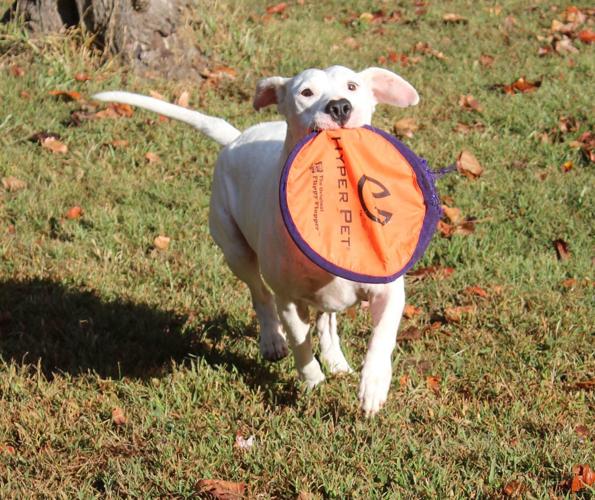 Pardoned Paws Rescue is a true life saver | Features | cecildaily.com