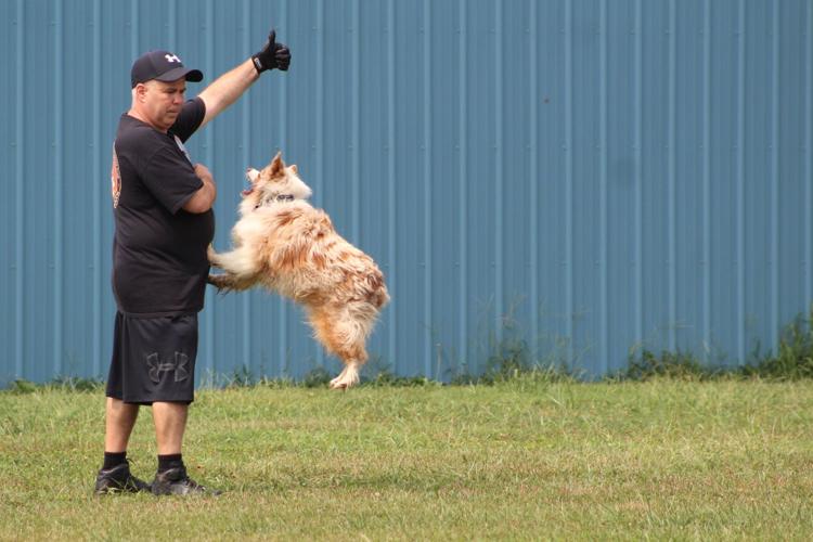 Competition was fast and 'fur'ious at Elkton Disc Dog Club | News ...