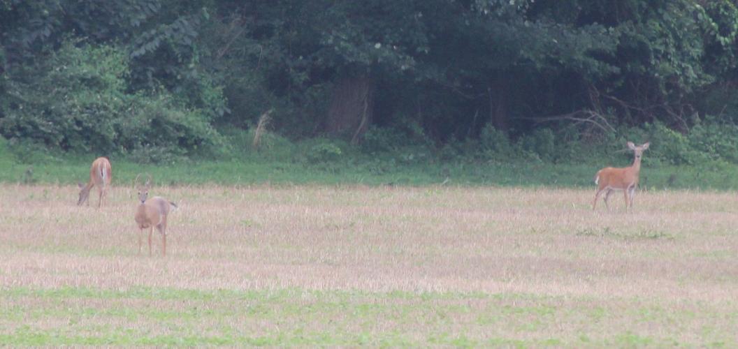 Residents get sneak peak at Bohemia River State Park | Spotlight ...