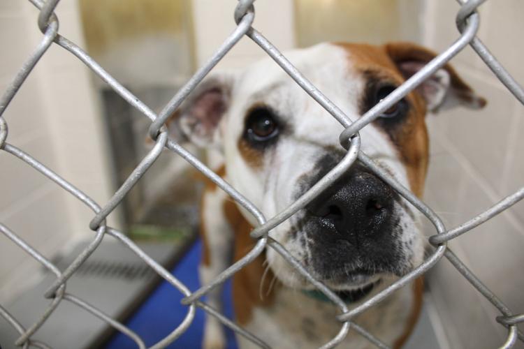 Clear The Shelter events Saturday offer free pet adoptions | Local News ...