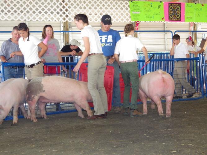 North East girl wins swine show grand champion again | Local News ...