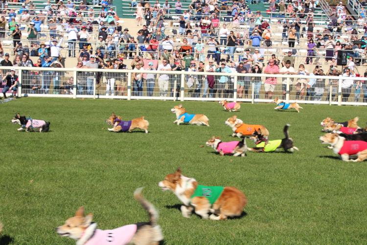 Corgi Races win snatched by repeat winner for the third consecutive ...
