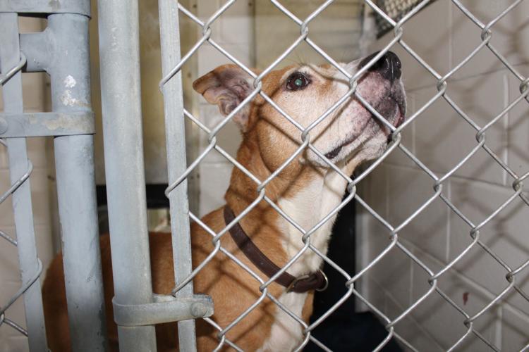 Clear The Shelter events Saturday offer free pet adoptions | Local News ...