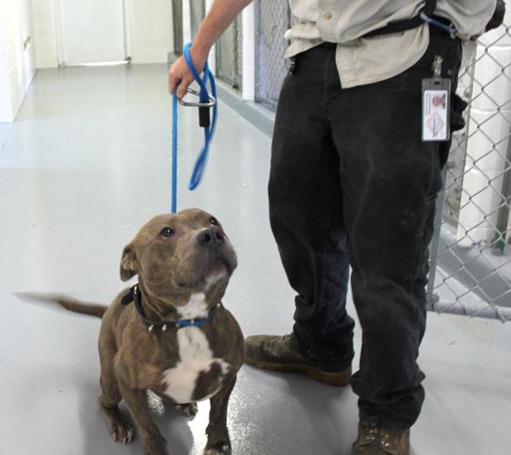 County begins new chapter for animal services | Spotlight | cecildaily.com