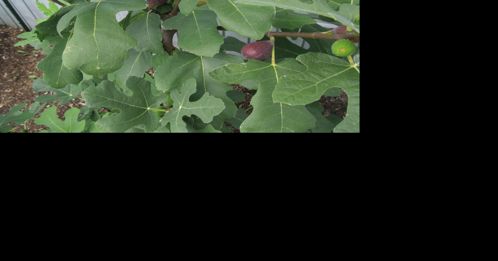 Ask a Master Gardner: Yes, figs do grow in Maryland | Home and Garden ...