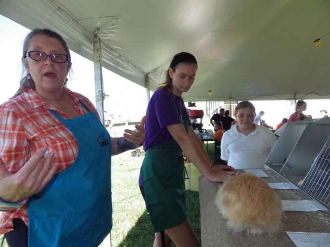 4-H Rabbit Show puts variety of breeds on display | Local News ...