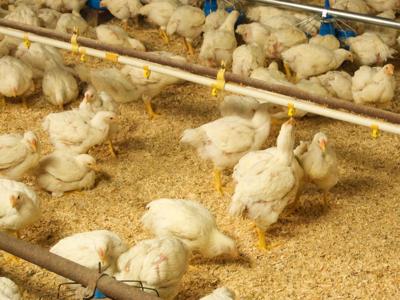 Court ruling affirms Md. chicken farm permits are legal and effective ...