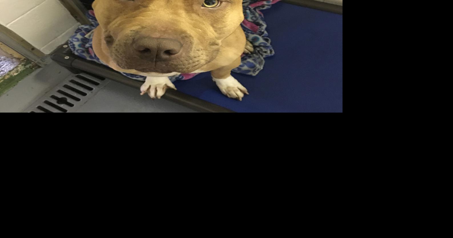 Dog of the week: Poppi | Misc. Features | cecildaily.com