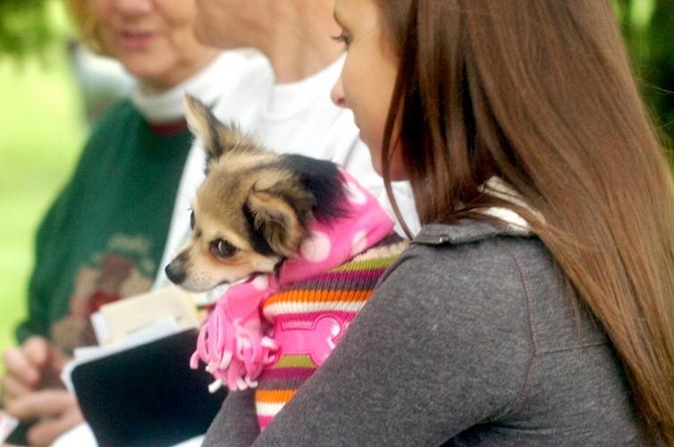 Blessing of the Animals | Local News | cecildaily.com