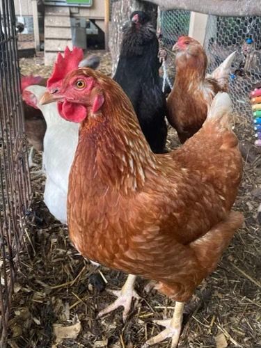 Conversation over Cecil County backyard chicken bill continues | Local ...