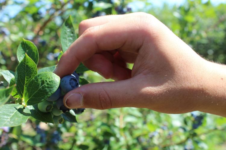AgriCulture: It's blueberry time at Walnut Springs and Sunset Social ...