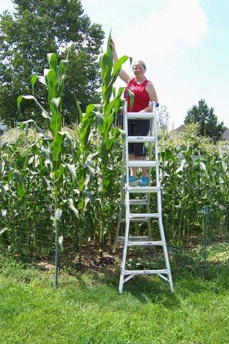 Corn as high as an elephant’s eye | News | cecildaily.com