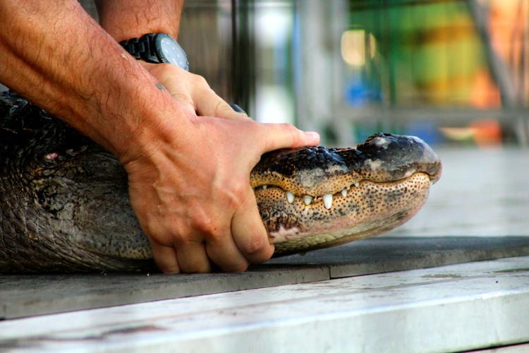 Kachunga bring close encounters of the alligator kind | Local News ...