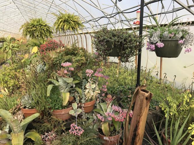 It's Garden Thyme! with Vic Priapi of Priapi Gardens in Cecilton ...