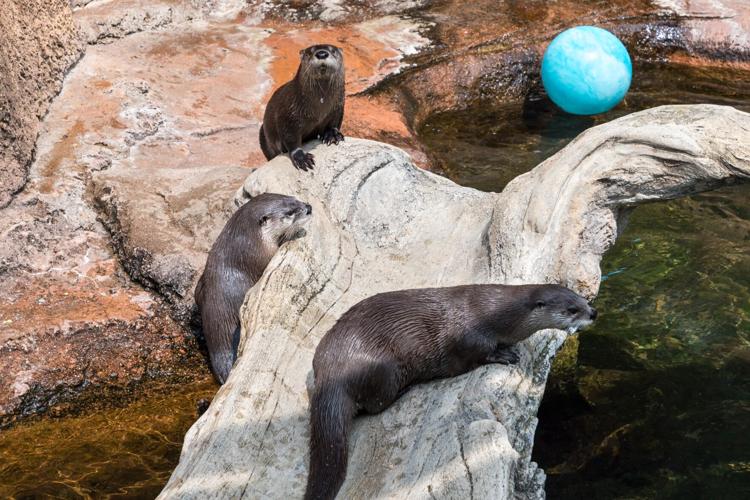 OtterMania on tap Saturday in Solomons | Arts and Culture | cecildaily.com
