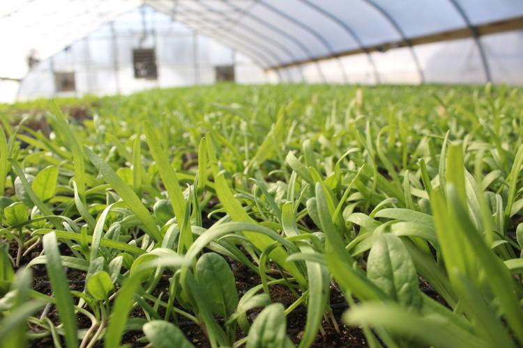 AgriCulture: Third Way Farm offers internships and sustainable farming ...