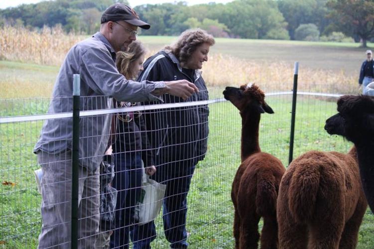 Alpacafest brings magic of South American creatures to Maryland | Misc ...