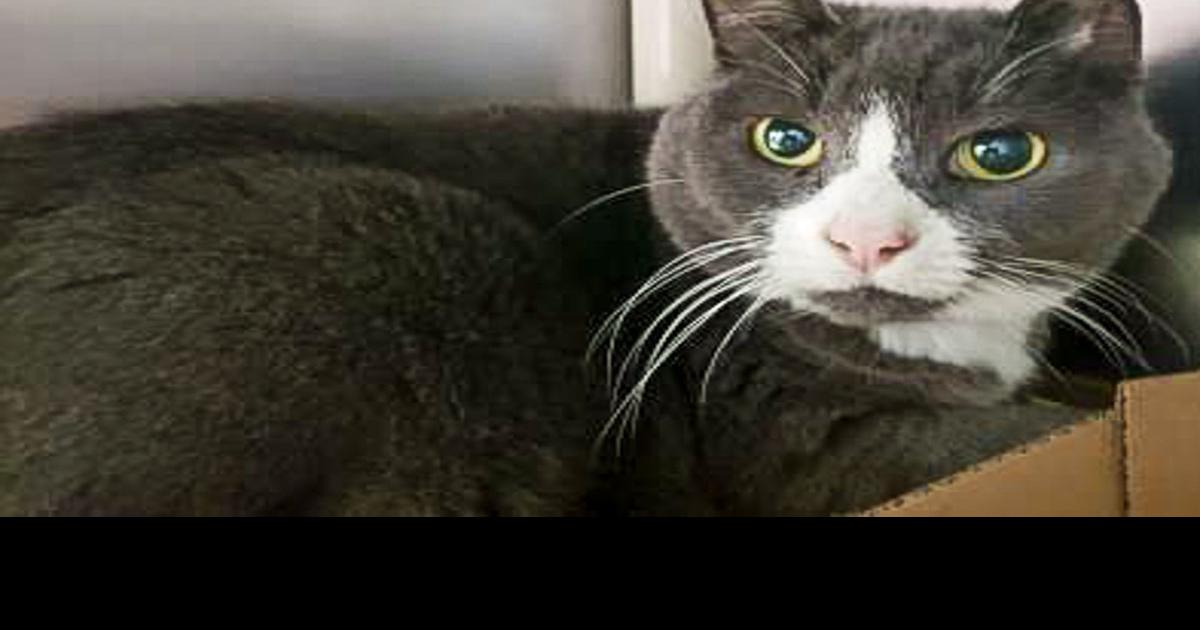 Cat of the Week: Muffy | Misc. Features | cecildaily.com