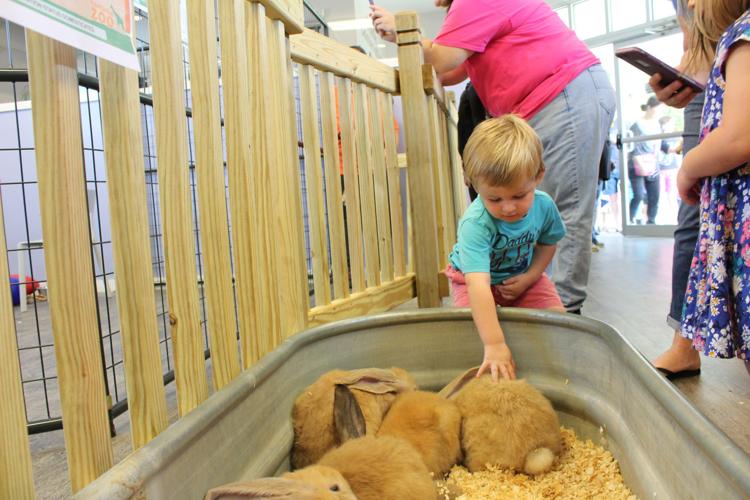 Plumpton Park Zoo welcomes new baby animals | Spotlight | cecildaily.com