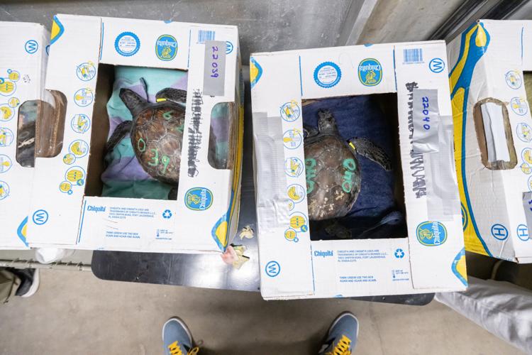 National Aquarium caring for 25 cold-stunned sea turtles | Regional ...