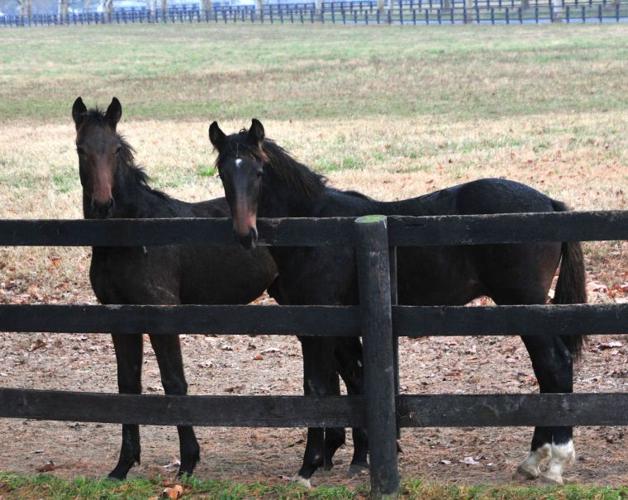 On the job: Yearling manager | Local News | cecildaily.com