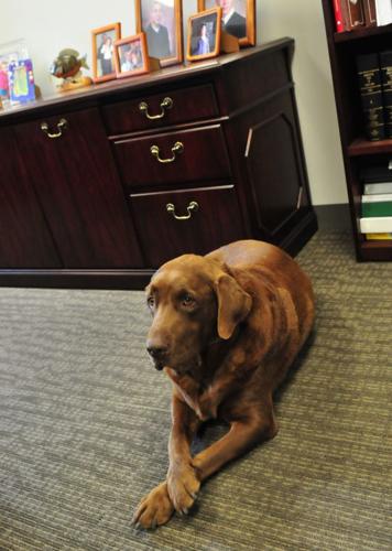Therapy dogs provide aid in county courtrooms | Local News | cecildaily.com