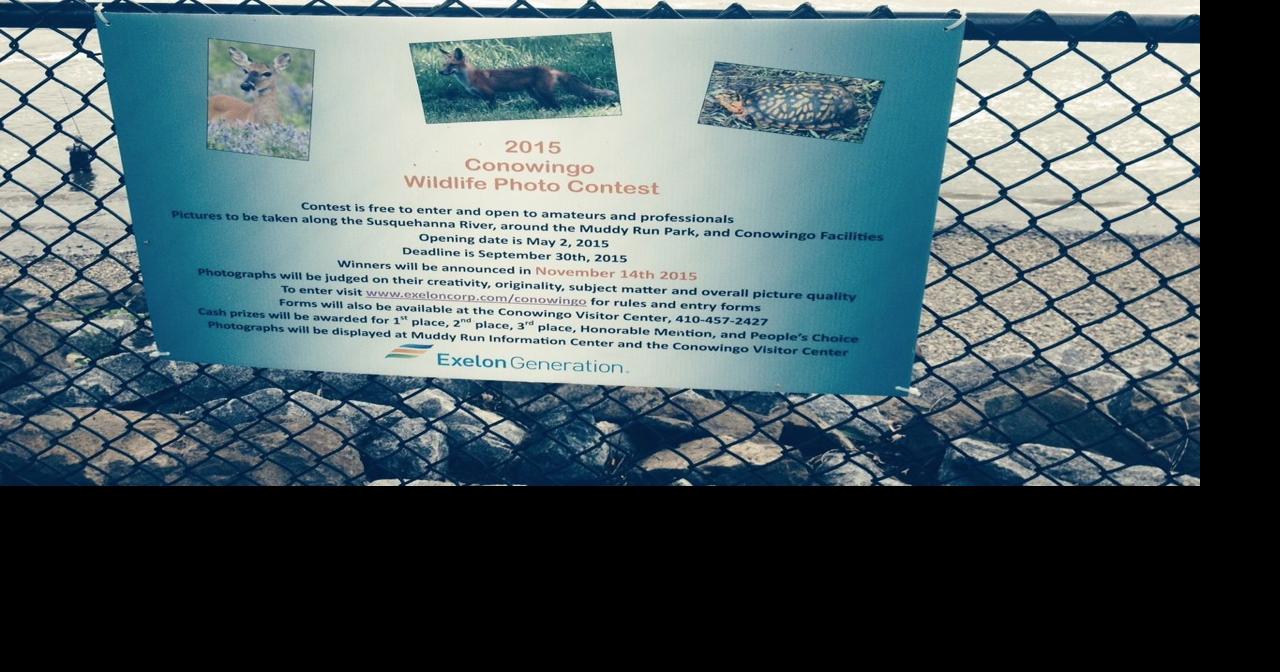 Conowingo Wildlife Photo Contest opens | Cecil | cecildaily.com