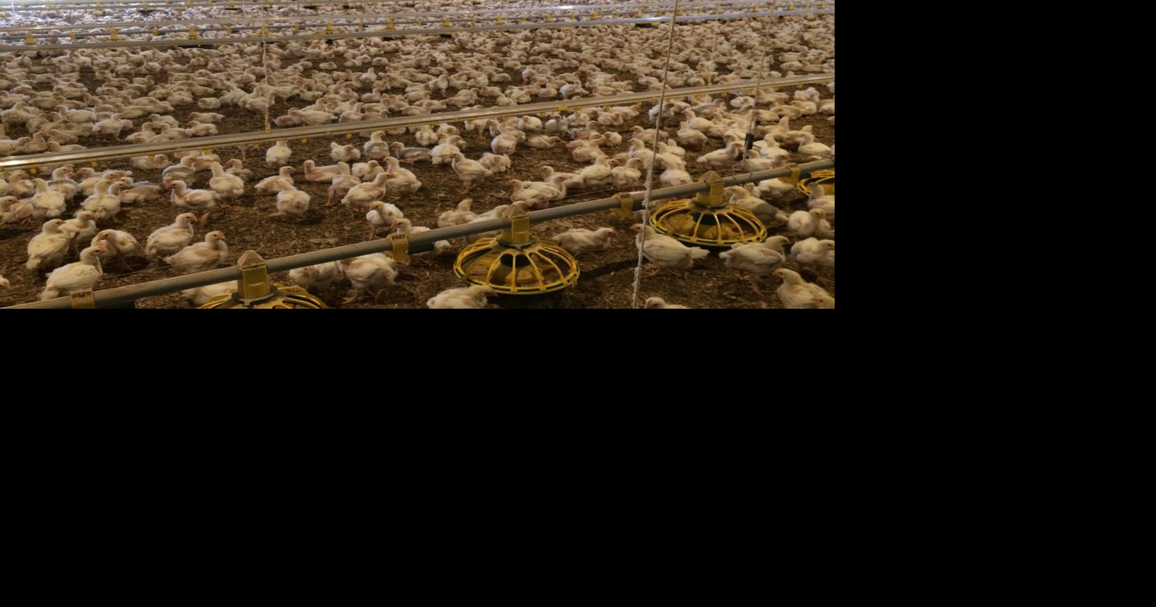 Tour gives insight into controversial chicken farm proposal | Spotlight ...