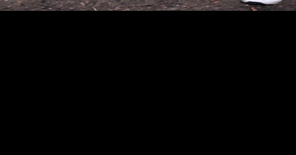 How's your garden: Greg Lockwood, of Elkton | Our Cecil | cecildaily.com