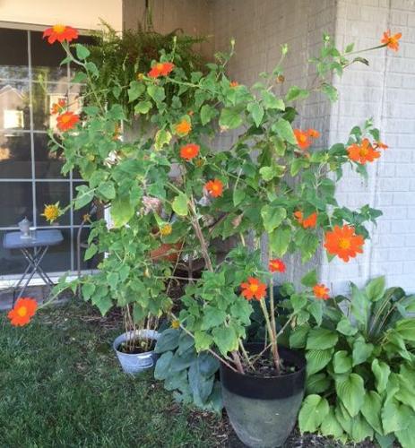 It's Garden Thyme! with Patty Buttner of North East | Spotlight ...