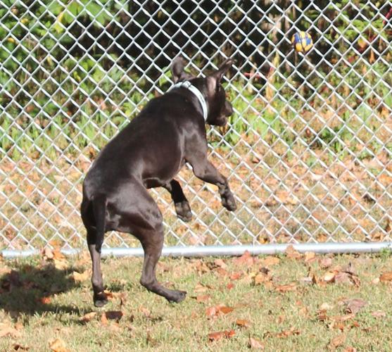 Pardoned Paws Rescue is a true life saver | Features | cecildaily.com