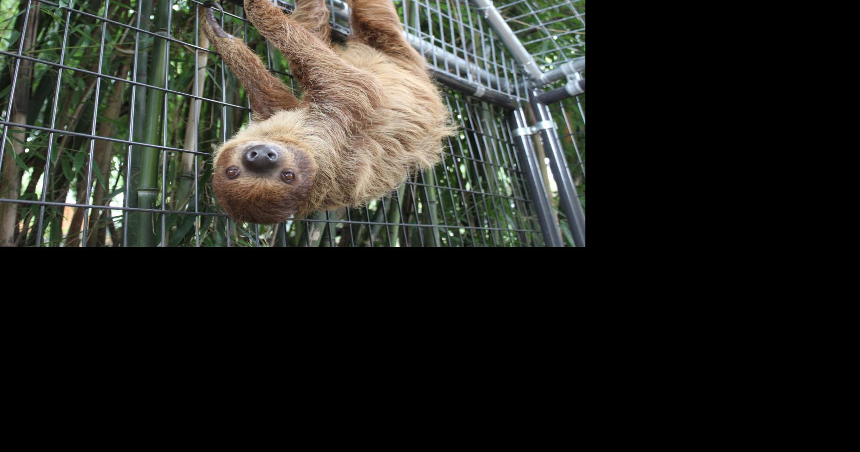 cecil the sloth