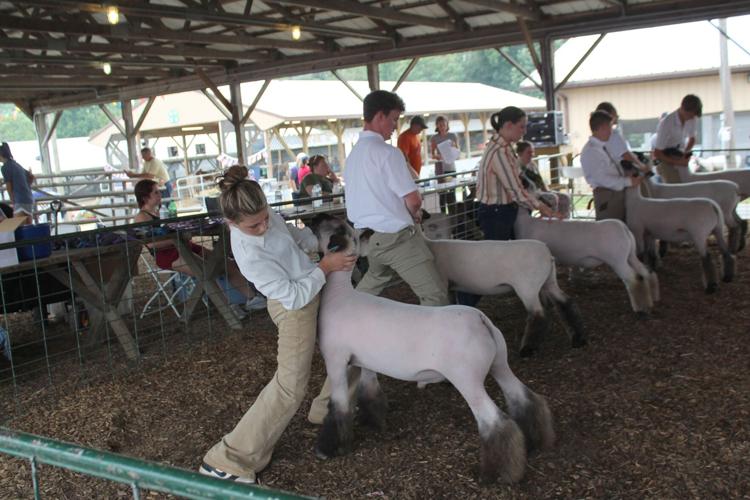 Sheep Fitting and Showing at the Cecil County Fair | Agriculture ...