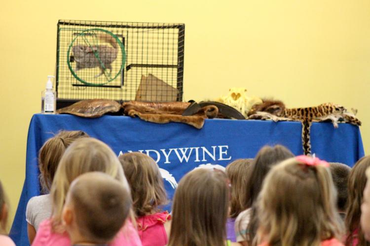 Summer zoo program excites young ones at library | Schools | cecildaily.com