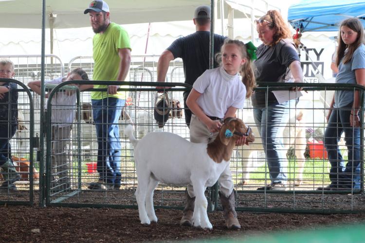 Cecil County 4-H competes for meat goat ribbons | Agriculture ...